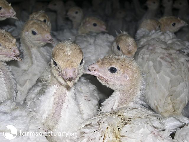 beak clipping chicken – Vegan Rabbit