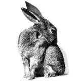 Vegan Movies That Will Change Your Life – Vegan Rabbit