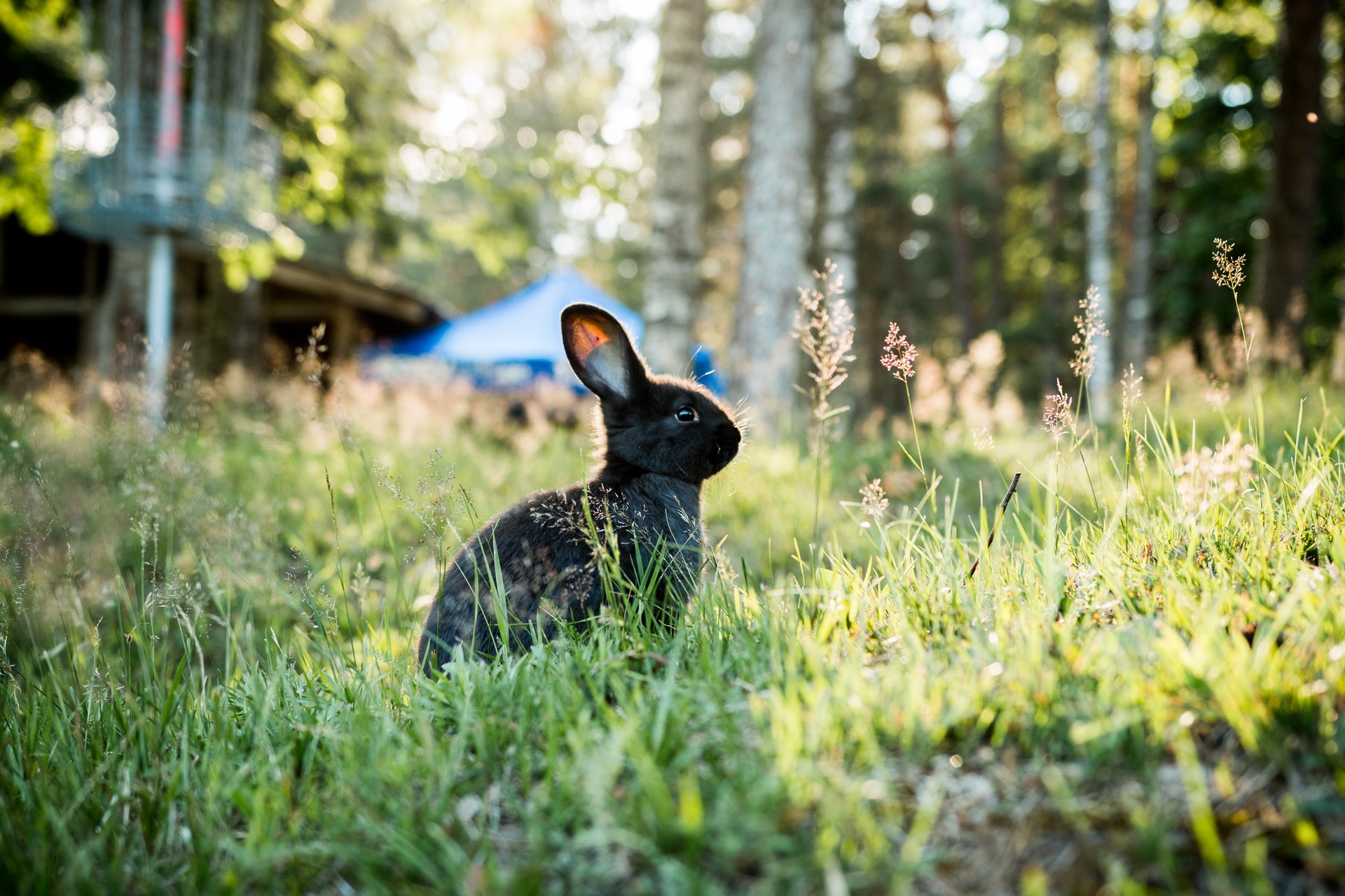 Cruelty-Free Basics – Vegan Rabbit