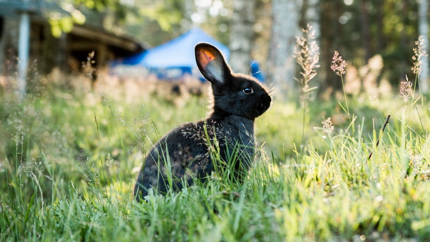 Cruelty-Free Bunny Logos: Which Should You Trust? – Vegan Rabbit